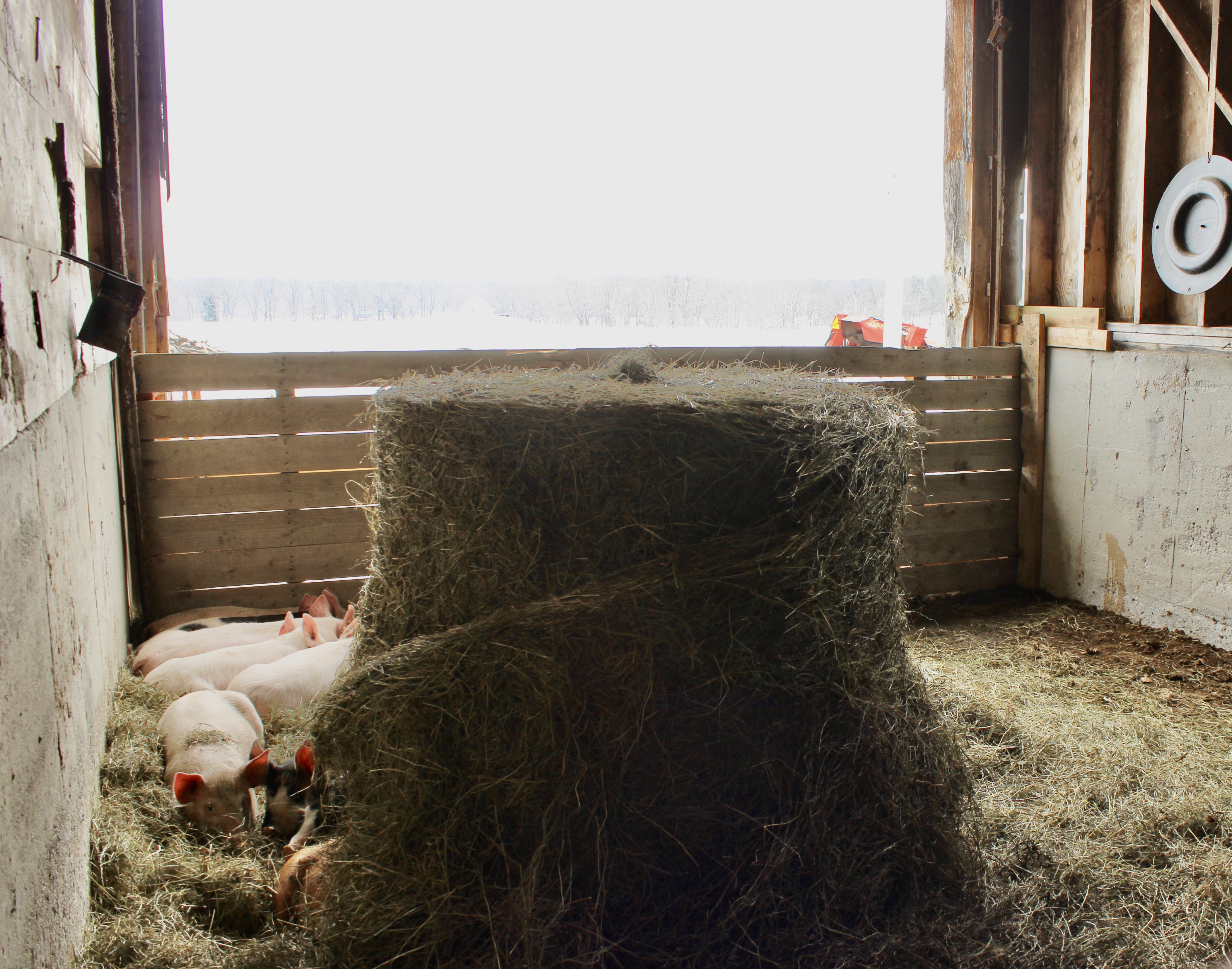 How to Transport Piglets and Make a Simple Pig Pen - Simply Sustainable ...